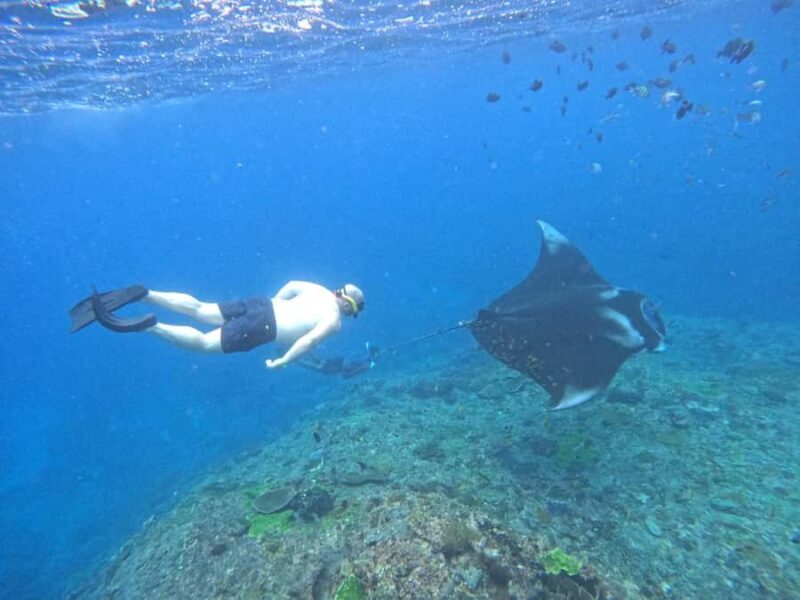 From Penida: Manta Snorkeling with Buffet Lunch and Kayaking - Key Points