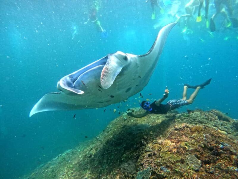 From Penida: Manta Snorkeling with Buffet Lunch and Kayaking - An Honest Look at the Experience