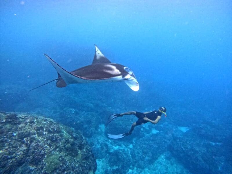 From Penida: Manta Snorkeling with Buffet Lunch and Kayaking - Practical Details and Tips