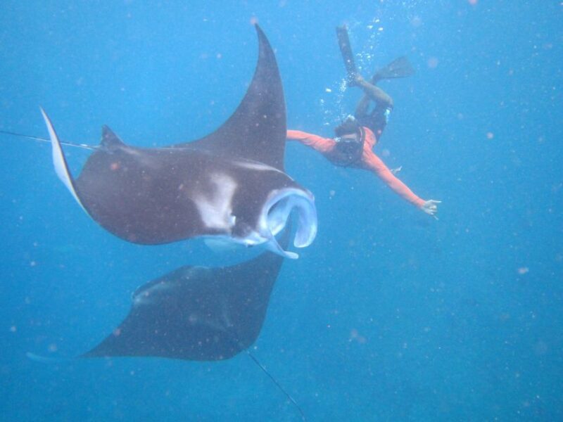 From Penida: Manta Snorkeling with Buffet Lunch and Kayaking - FAQs