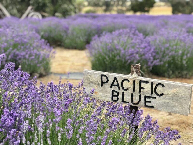 From Penneshaw: Kangaroo Island Shore Excursion Tasting Tour - Analyzing the Value and Your Experience