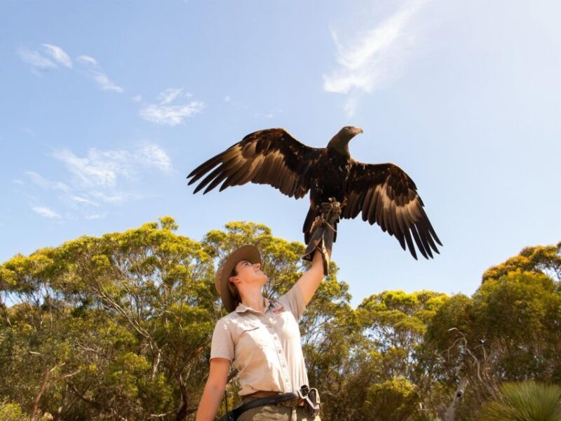 From Penneshaw: Kangaroo Island Sights and Wildlife Tour - An In-Depth Look at the Tour Experience
