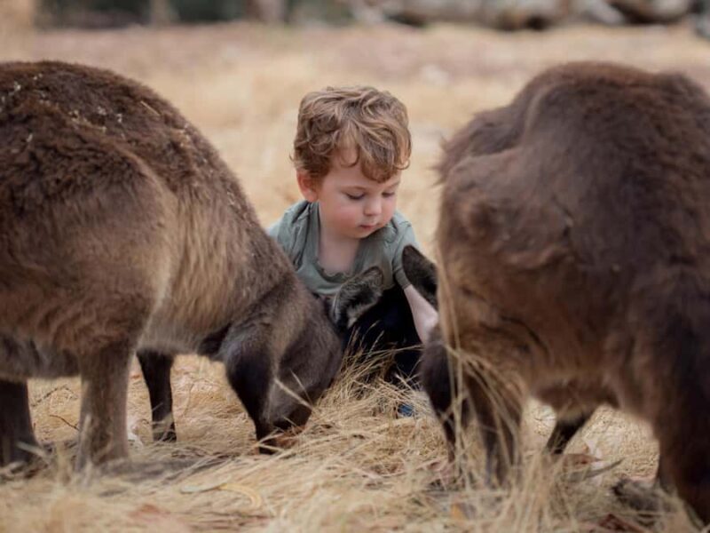 From Penneshaw: Kangaroo Island Wildlife Encounter - Key Points