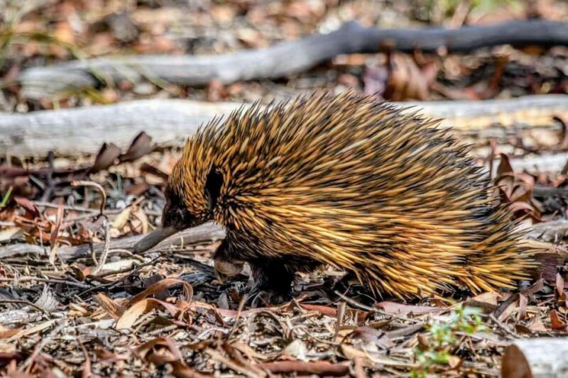 From Perth: Australian Animal Night Safari - What’s Included and What’s Not