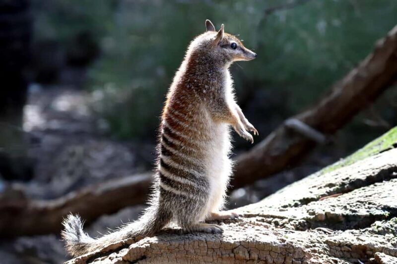 From Perth: Australian Animal Night Safari - Who Should Book This?