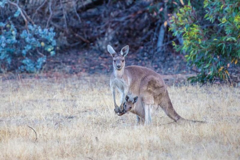From Perth: Australian Animal Night Safari - Final Thoughts