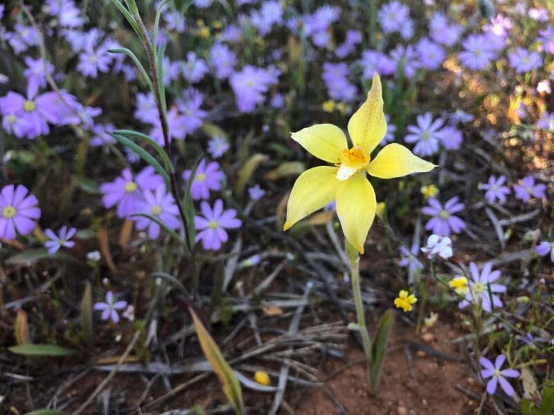 From Perth: Full-Day Wildflower Discovery Tour - Key Points