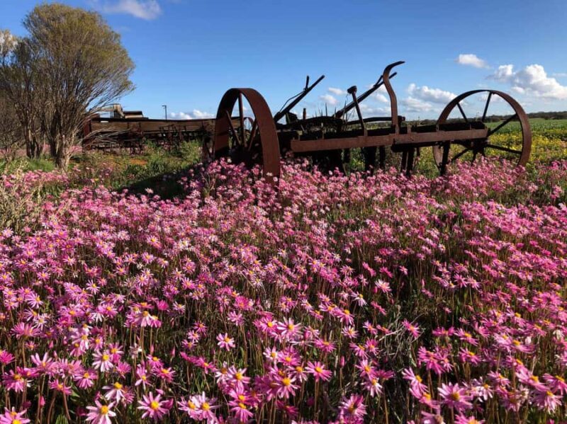 From Perth: Full-Day Wildflower Discovery Tour - An In-depth Look at the Wildflower Discovery Experience
