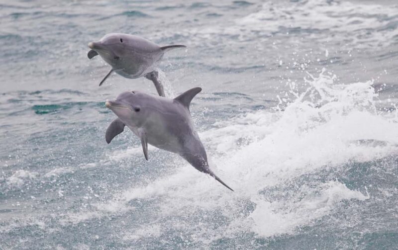 From Perth: Margaret River Wine Tour & Wildlife Cruise - Who Should Consider This Tour?