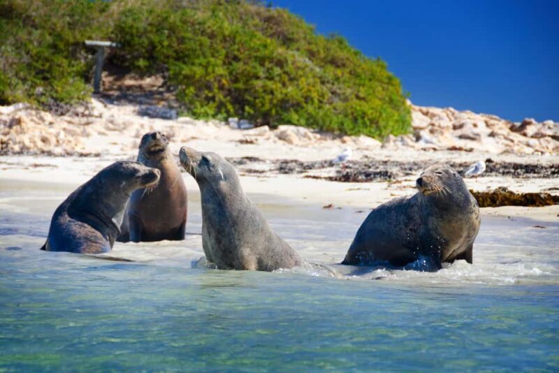 From Perth: Margaret River Wine Tour & Wildlife Cruise - Final Thoughts