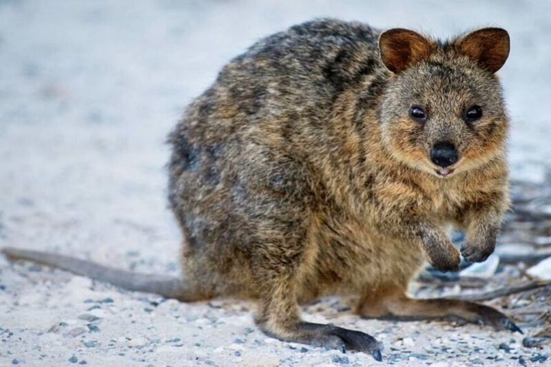 From Perth or Fremantle: Rottnest Island Ferry and Bus Tour - A Full Look at the Rottnest Island Experience