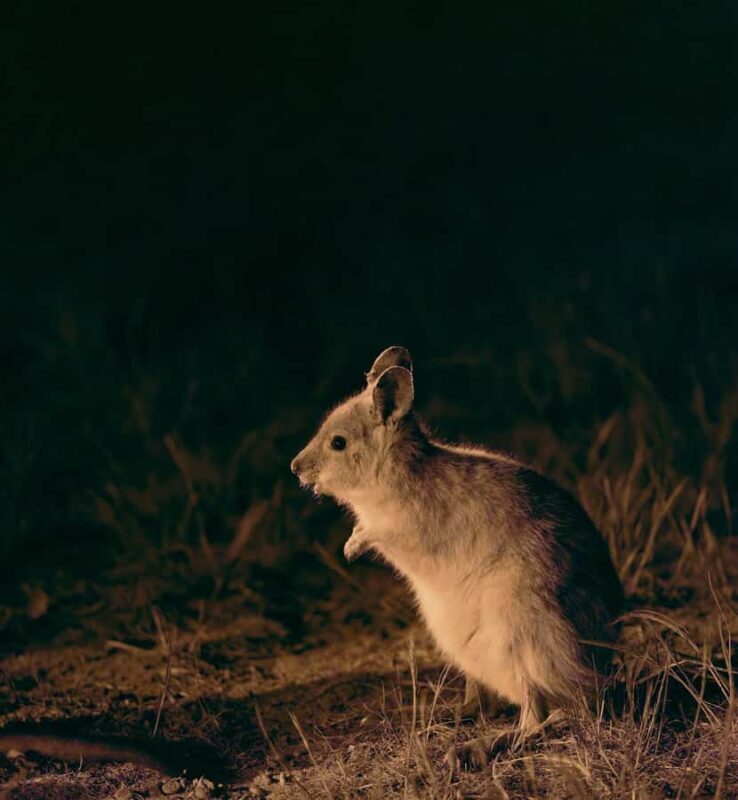 From Perth: Perth Wildlife Tour Under the Stars with Dinner - An In-Depth Look at the Perth Wildlife Tour