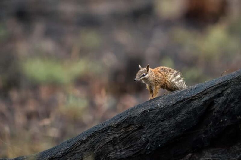 From Perth: Perth Wildlife Tour Under the Stars with Dinner - Who Will Love This Tour?