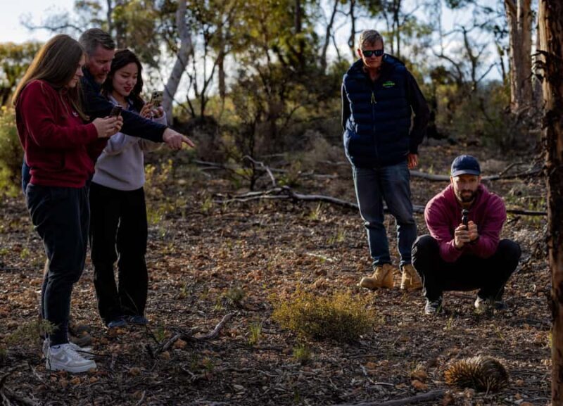 From Perth: Perth Wildlife Tour Under the Stars with Dinner - The Sum Up