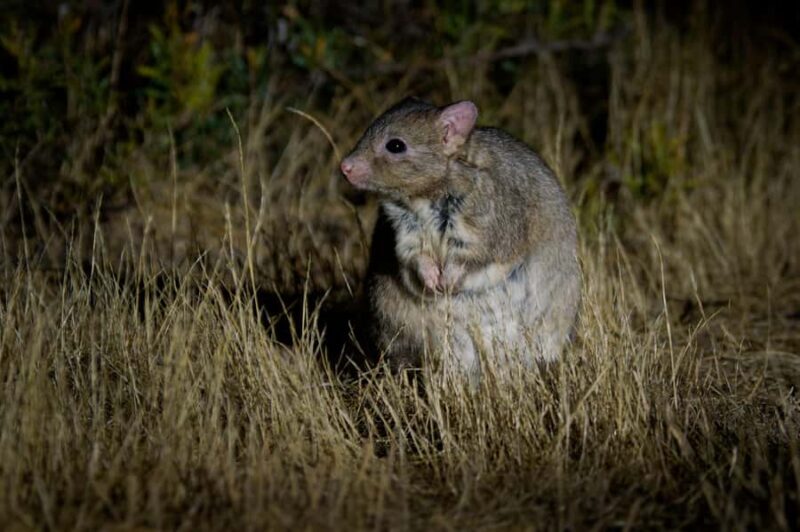 From Perth: Perth Wildlife Tour Under the Stars with Dinner - FAQ