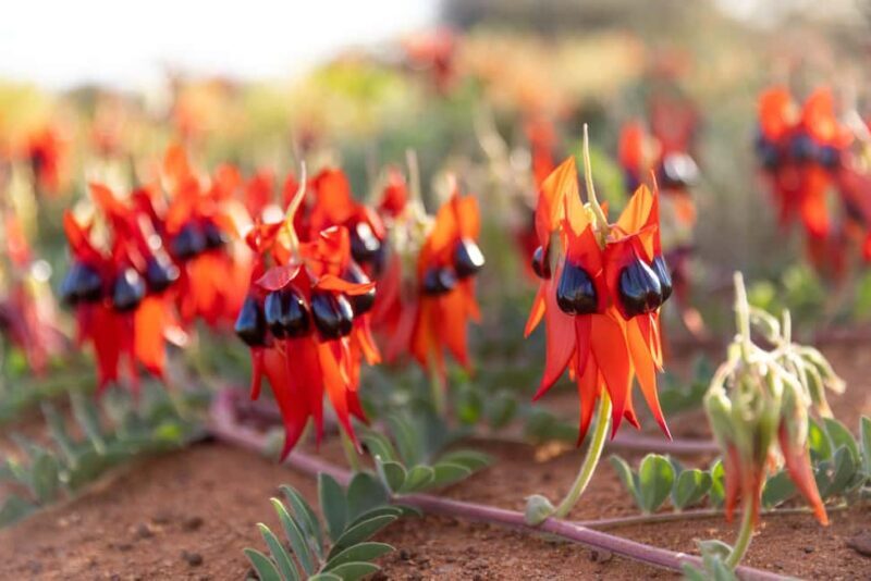 From Perth: Pinnacles Sunset and Stargazing Tour with Dinner - Discovering Western Australia on a Full-Day Adventure