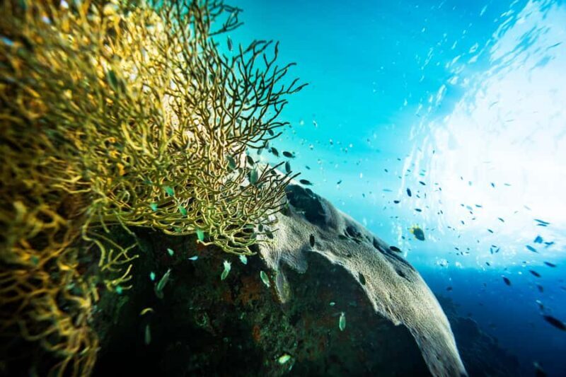 From Phi Phi: Half-Day Trip for Certified Divers (2 Dives) - FAQs