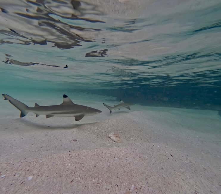 From Phi Phi Island: Maya Bay Sunset & Plankton by Speedboat - Overview of the Tour Experience