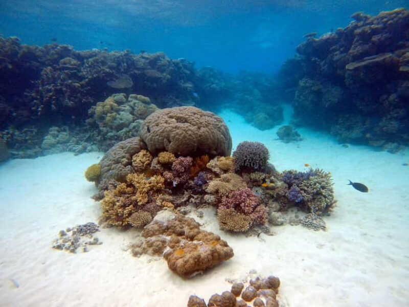 From Phi Phi : Maya Bay snorkeling trip by Speed Boat - Key Points