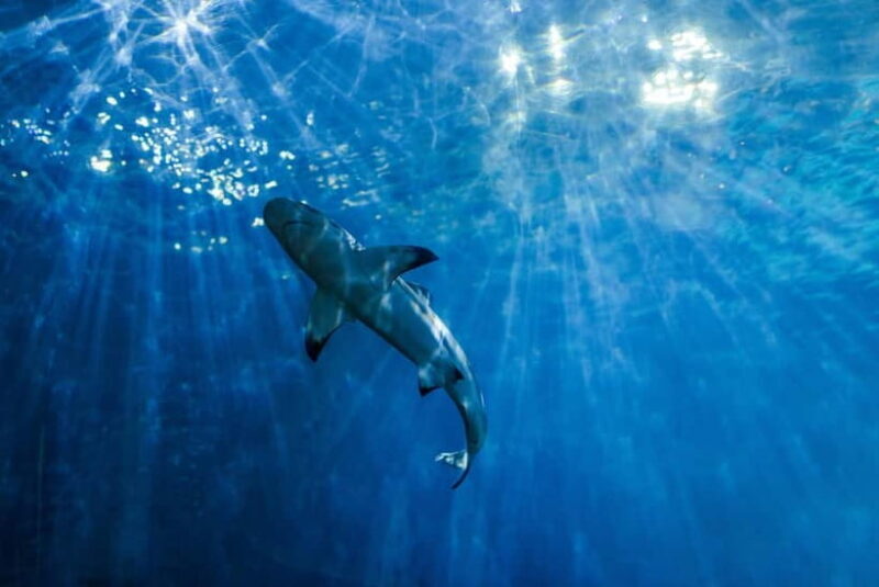 From Phi Phi : Maya Bay snorkeling trip by Speed Boat - The Itinerary Breakdown: A Closer Look