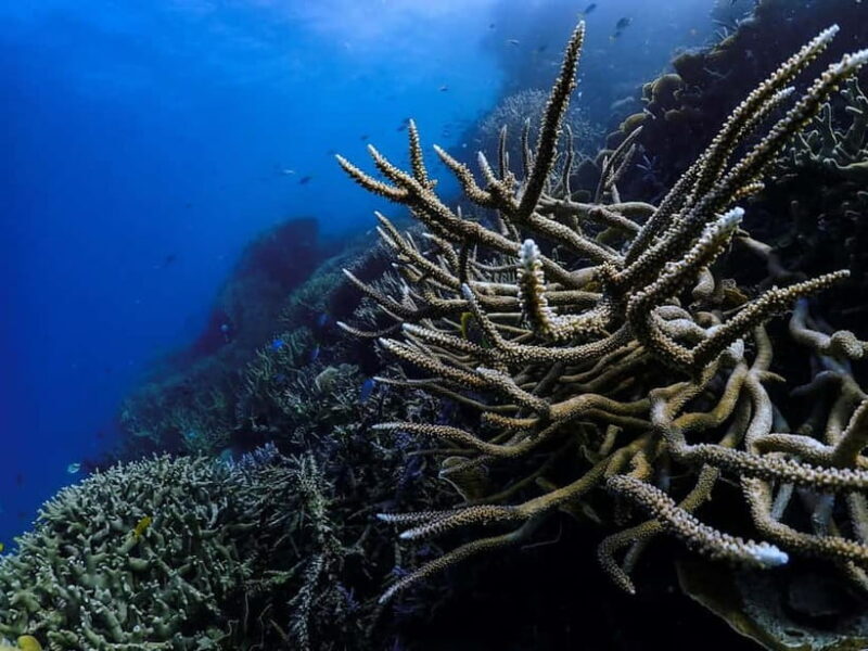 From Phi Phi : Maya Bay snorkeling trip by Speed Boat - Authentic Experiences and Traveler Insights