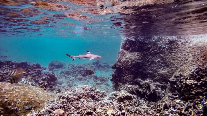 From Phi Phi: Sunrise Maya Bay, Pileh Lagoon Speedboat Tour - Final Thoughts