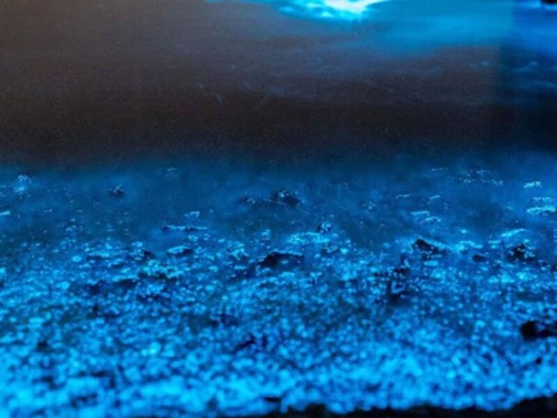 From Phi Phi: Sunset & Bioluminescent Plankton Snorkel Tour - The Practical Details