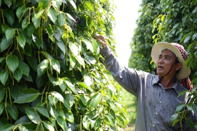 From Phnom Penh: Kampot and Kep City Trip - Key Points