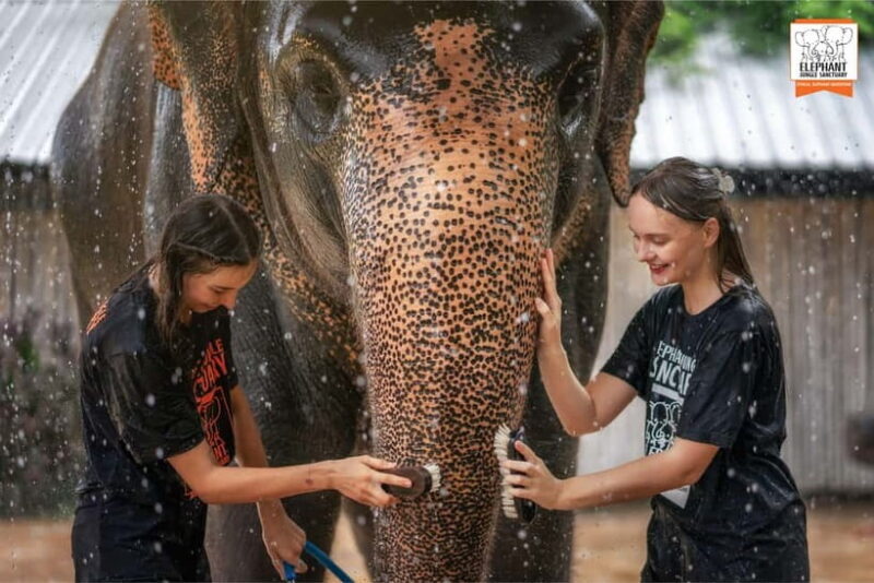 From Phuket: Elephant Jungle Sanctuary Feed and Shower Trip - The Experience in Detail