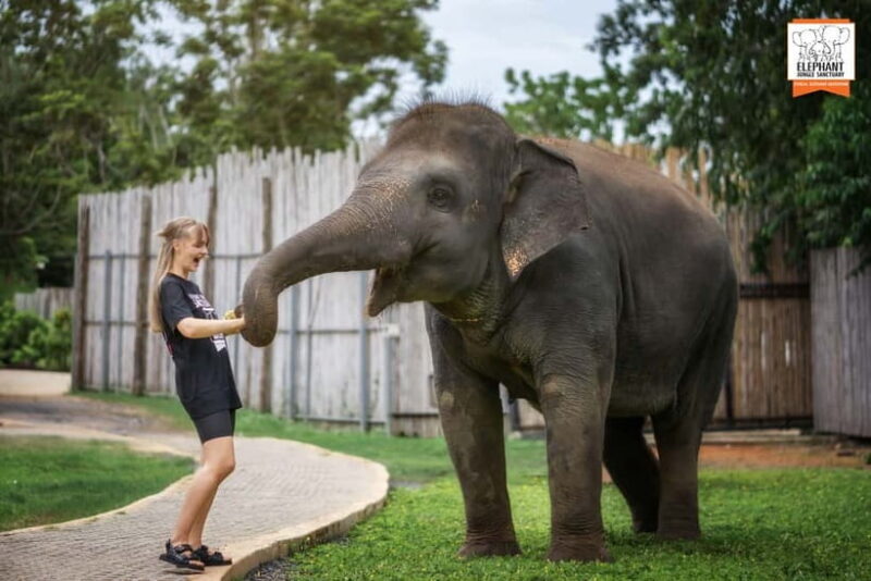 From Phuket: Elephant Jungle Sanctuary Feed and Shower Trip - Who Should Consider This Tour?