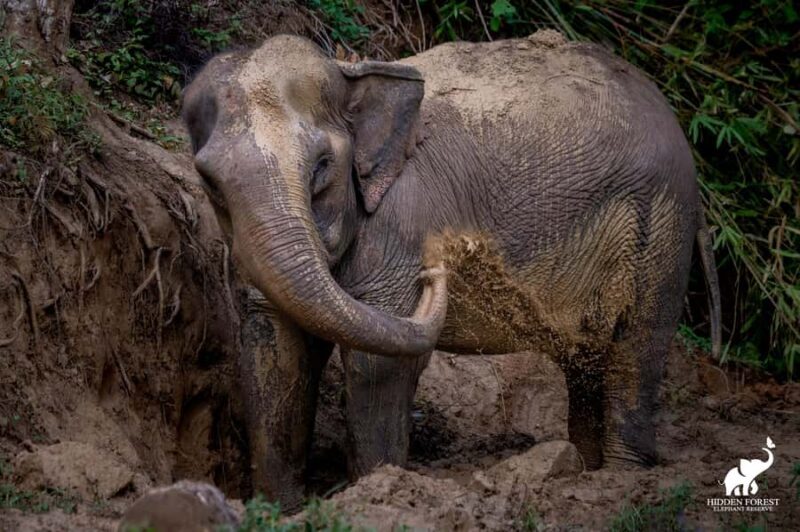 From Phuket: Elephant Reserve Tour with Meal & Transfer - An In-Depth Look at the Tour Experience