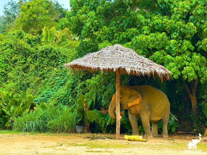 From Phuket: Elephant Reserve Tour with Meal & Transfer - Who Will Appreciate This Tour?