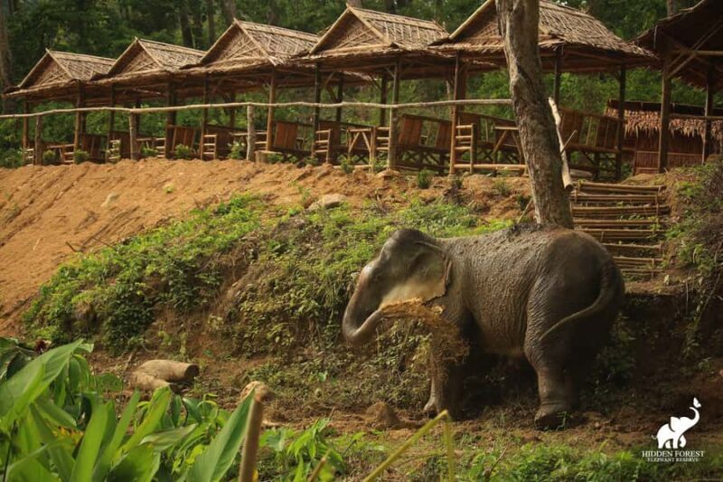 From Phuket: Elephant Reserve Tour with Meal & Transfer - The Bottom Line