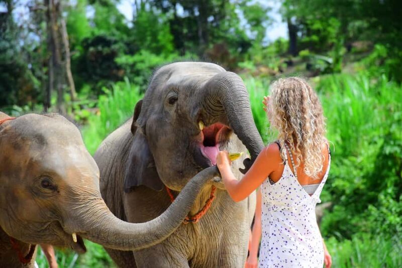 From Phuket: Elephant Sanctuary Tour with Lunch & Pickup - A Closer Look at the Elephant Sanctuary Experience