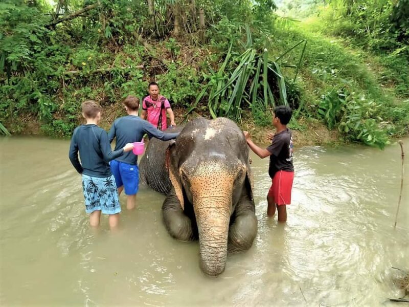From Phuket: Elephant & Sea Turtle Conservation Private Tour - A Deep Look at the Experience