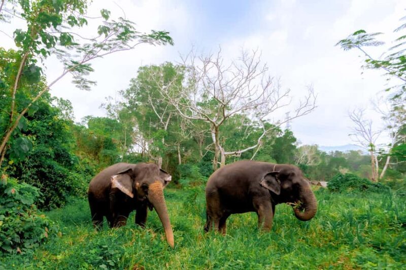 From Phuket: Ethical Elephant Interactive Trek and Tour - Key Points
