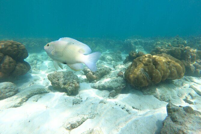 From Phuket: Full Day Trip James Bond Island by Speedboat - Panyee Island and the Delicious Lunch