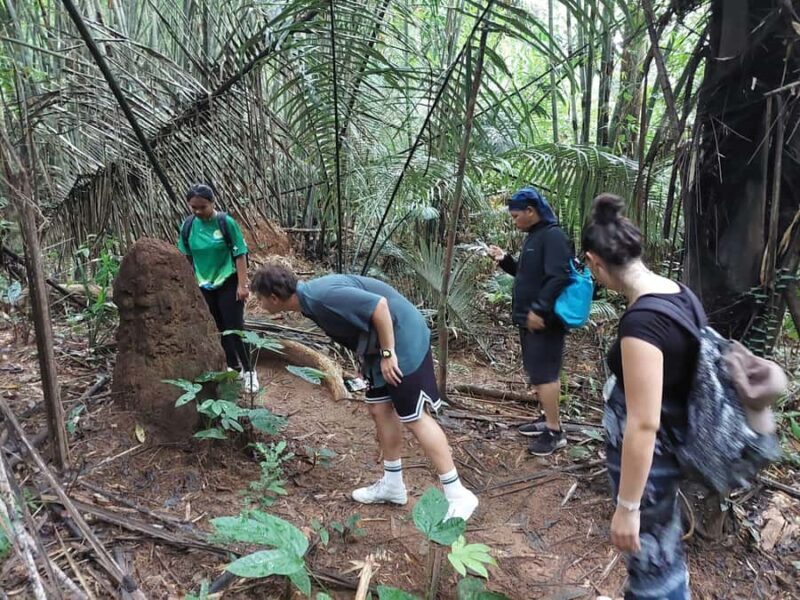 From Phuket: Guided Rainforest Hike with Lunch - Authentic Experiences and Real-World Feedback