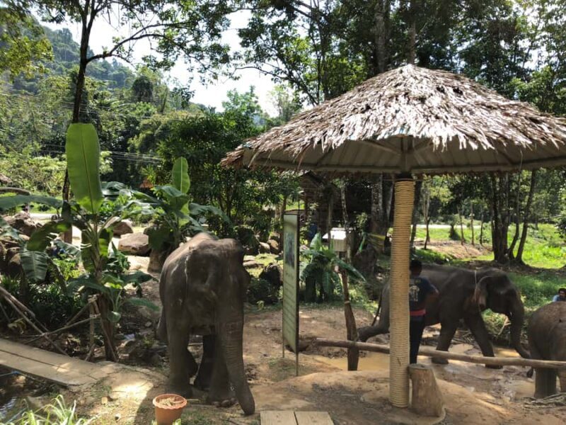 From Phuket & Khao Lak: Elephant Care with Waterfall Visit - An Honest Look at the Experience