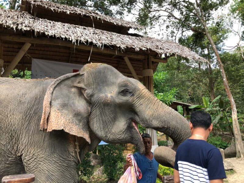 From Phuket & Khao Lak: Elephant Care with Waterfall Visit - Final Thoughts