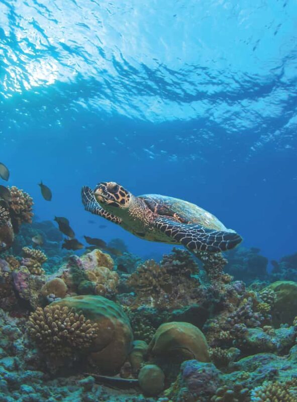 From Phuket or Khaolak : Similan Islands Day Trip - Key Points