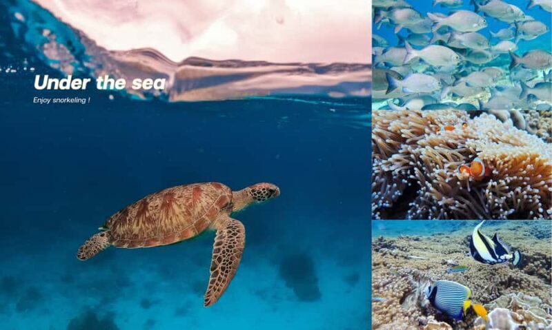 From Phuket or Khaolak : Similan Islands Day Trip - Authentic Feedback From Travelers