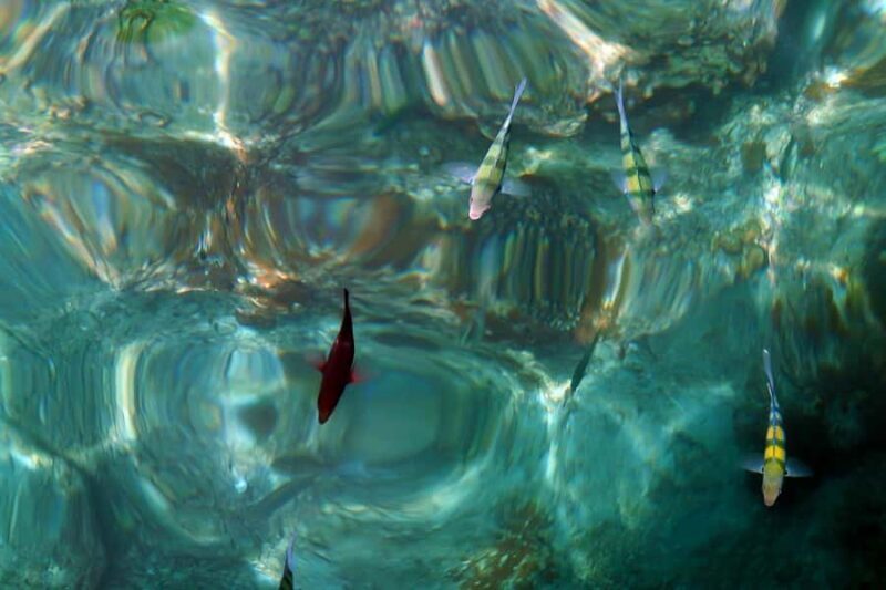 From Phuket: Phi Phi and Maya Bay Snorkeling by Speedboat - Practical Tips for Making the Most of Your Trip