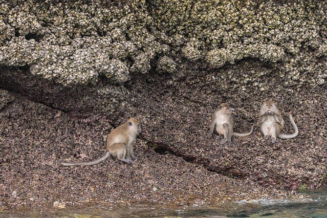 From Phuket: Phi Phi & Khai Islands Snorkel Tour with Lunch - Who Will Appreciate This Tour?