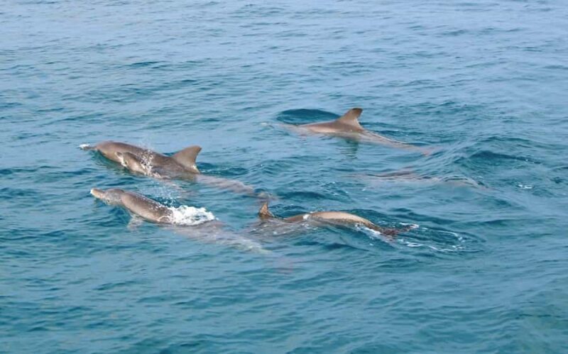 From Phuket: Racha & Maiton Island Dolphin Expedition - Key Points