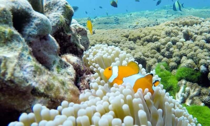 From Phuket: Similan Islands Day Trip - Authentic Marine Encounters and Scenic Highlights