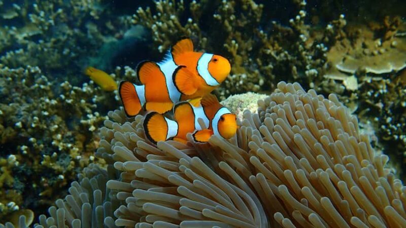 From Phuket: Surin Islands Snorkeling Day Trip with Lunch - Key Points