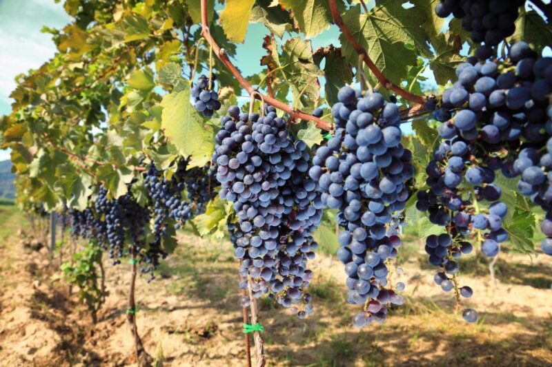 From Pisa or Lucca: Half-Day Tuscany Chianti Wine Tasting - An Honest Look at the Pisa or Lucca Half-Day Chianti Wine Tour