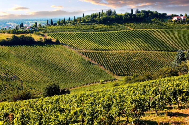 From Pisa or Lucca: Half-Day Tuscany Chianti Wine Tasting - Who Would Love This Tour?