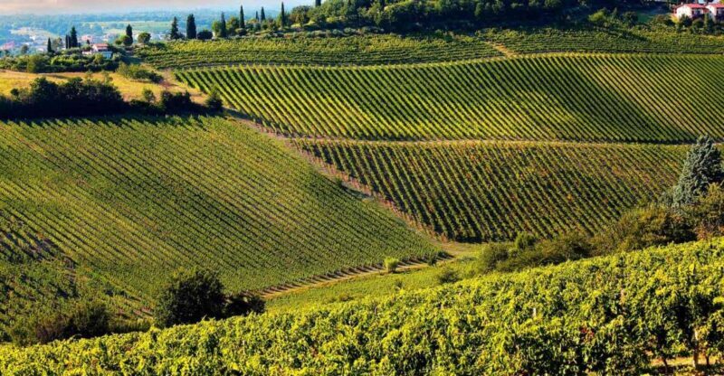 From Pisa or Lucca: Half-Day Tuscany Chianti Wine Tasting - Final Thoughts